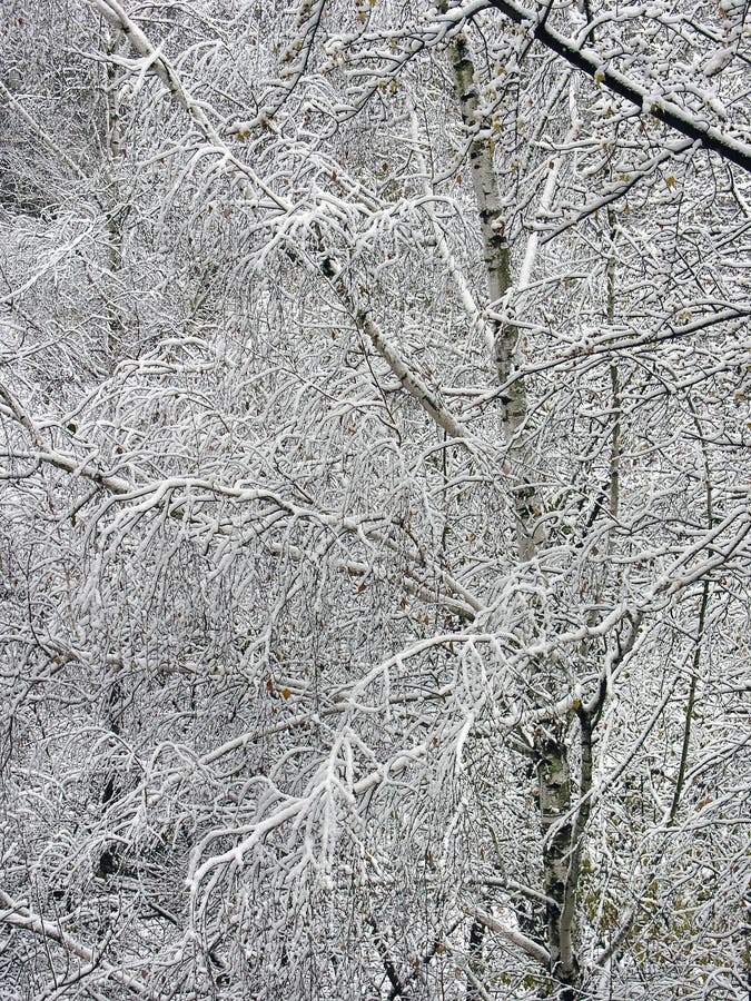 Snow-crowned birch trees stock photo. Image of frost - 106226022