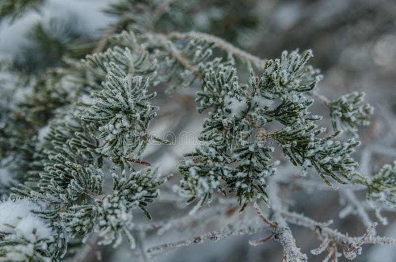 Snow Crystal on Tips of Pine Tree Stock Photo - Image of coated, nature ...