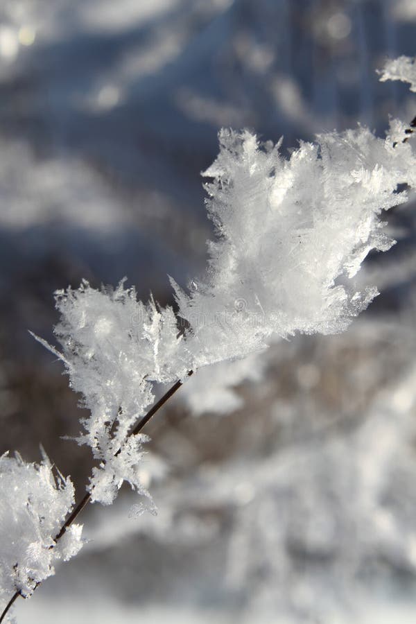 Snow crystals stock photo. Image of bscch, bizarre, branch - 12597396