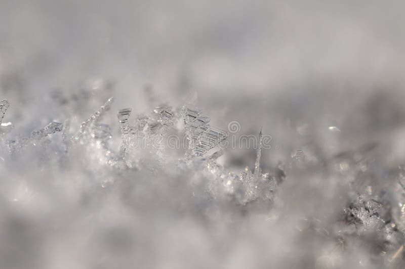 Snow crystals stock photo. Image of maple, carol, tree - 23188702
