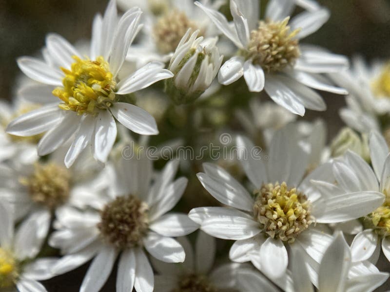 Snow Daisy Bush Flowers stock image. Image of olearia - 235009403