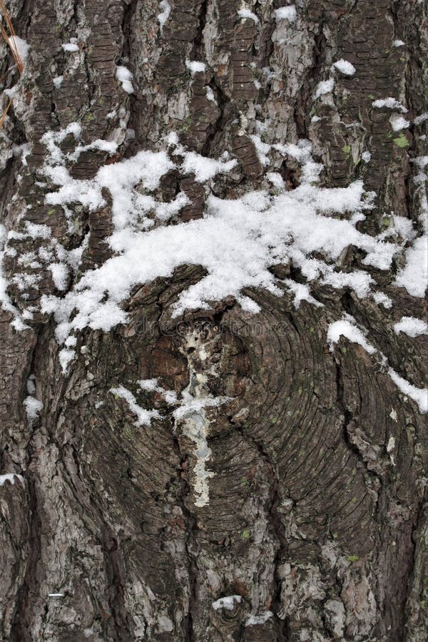 Snow on dark tree bark eye stock image. Image of winter - 193073781