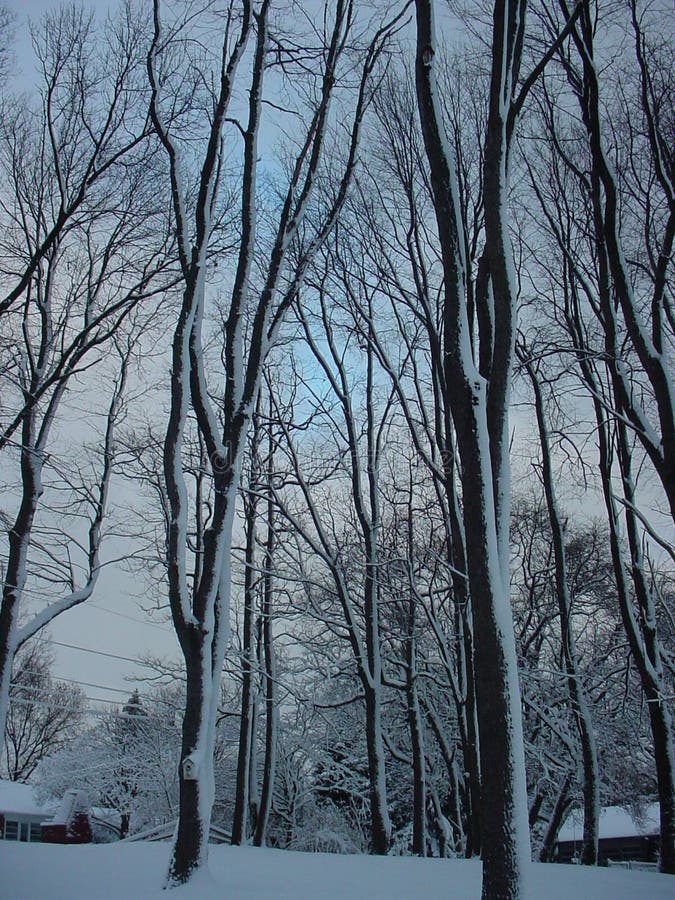 Snow at Dawn stock photo. Image of condition, dawn, weather - 116350