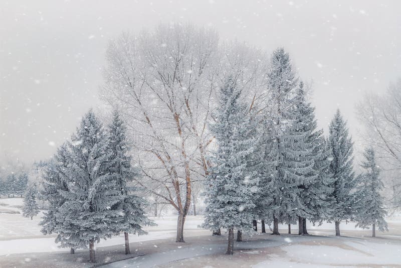 Snow Day in a Calgary Park stock photo. Image of snowy - 243155390