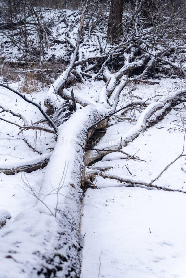 Snow on a Dead Tree at Winter Stock Image - Image of wintertime ...