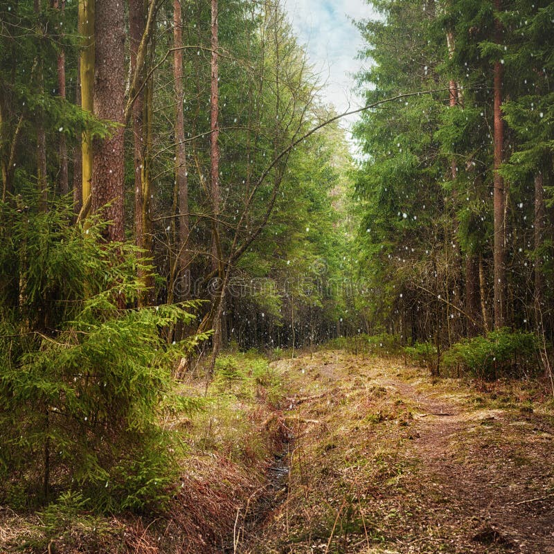 Snow in the Deep Green Forest Stock Image - Image of natural, forest ...