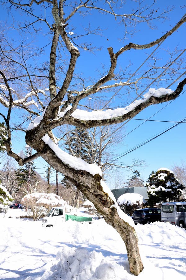 1,136 Shedding Tree Photos - Free & Royalty-Free Stock Photos from ...