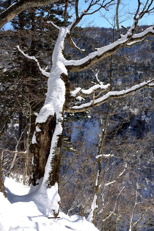 1,136 Shedding Tree Photos - Free & Royalty-Free Stock Photos from ...