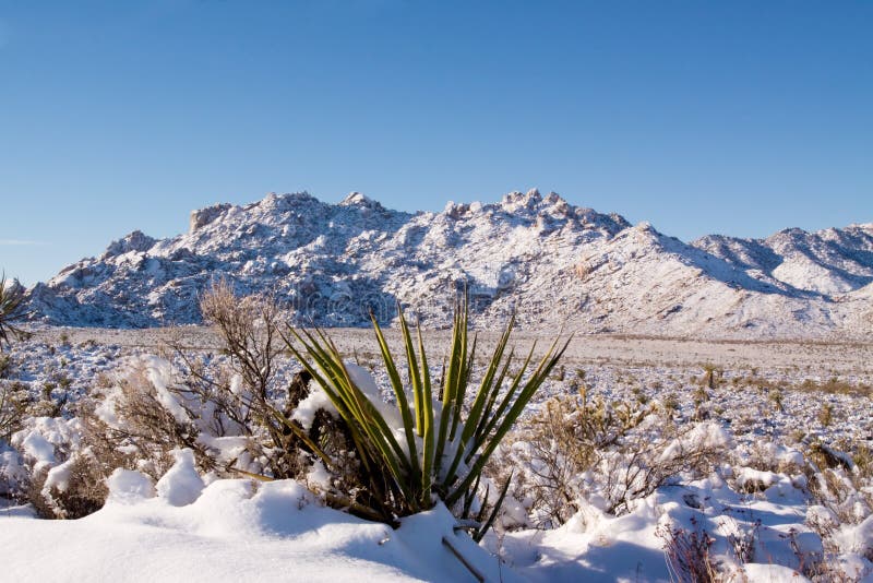 Snow in the desert stock image. Image of nature, yucca - 13026927