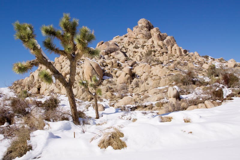 Snow in desert stock image. Image of tree, southwest - 13460653