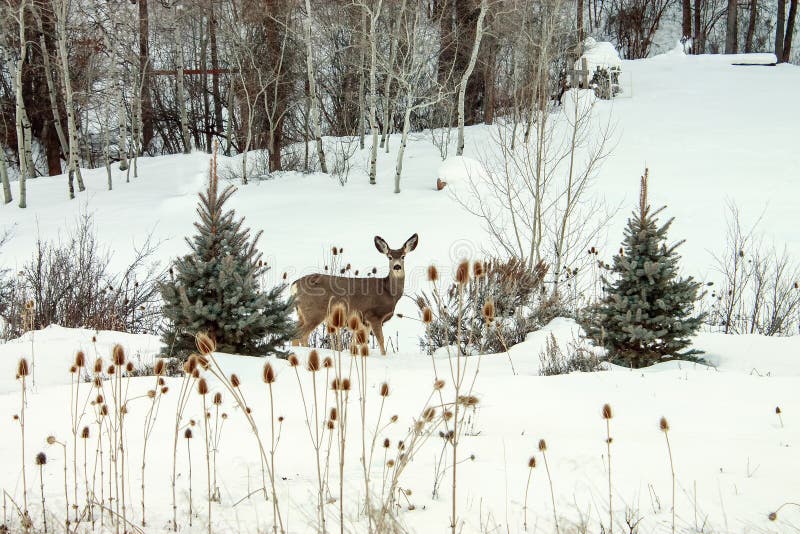 Snow Doe stock image. Image of covered, deer, field, wildlife - 48140905