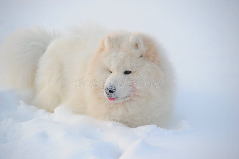 Samoyed dog in snow stock photo. Image of puppy, season - 12487428