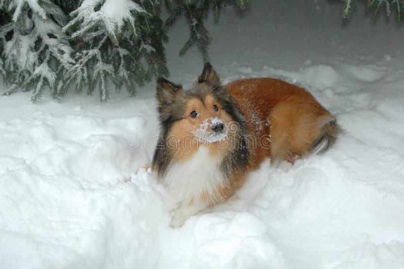 Snow dog 4 stock photo. Image of collies, animal, mammals - 401518