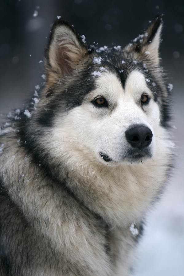 Snow Dog stock photo. Image of husky, sled, snow, alaskan - 5418600