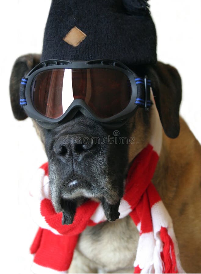 Snow Dog stock image. Image of xtreme, christmas, season - 6926597