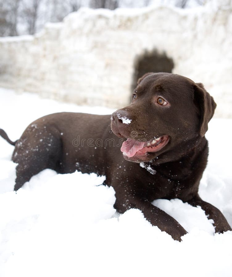 Black Labrador Dog Snow Covered Stock Image - Image of mammal, lying ...