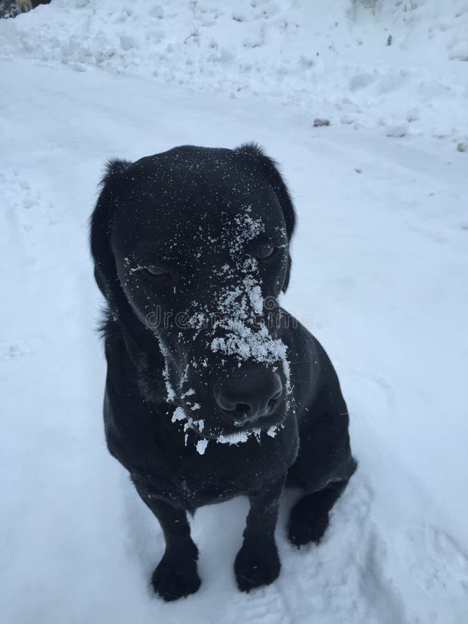 Snow dog stock image. Image of winter, cute, snout, snow - 51388835