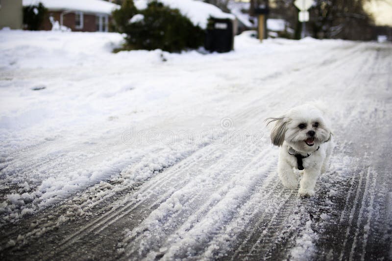 Snow Dog stock image. Image of animal, shih, evening - 68762611