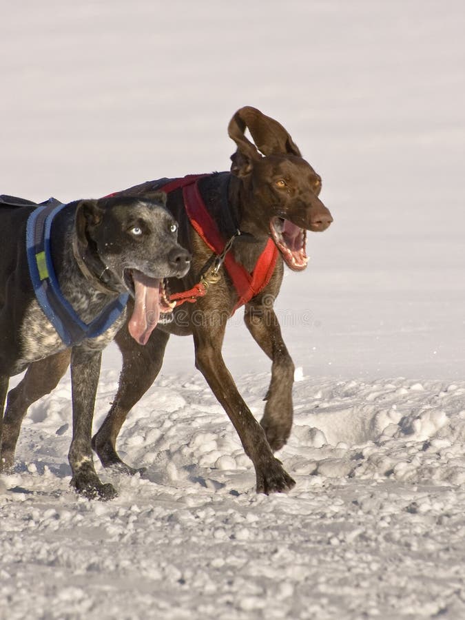 Snow dogs stock image. Image of eyes, blue, tongue, ears - 12829575