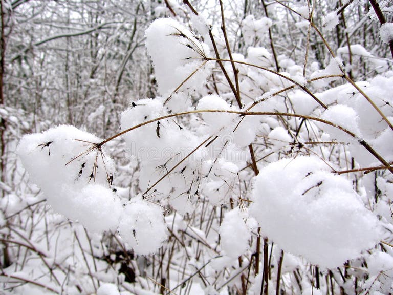 Snow doughnuts stock photo. Image of winter, white, bubble - 1214030