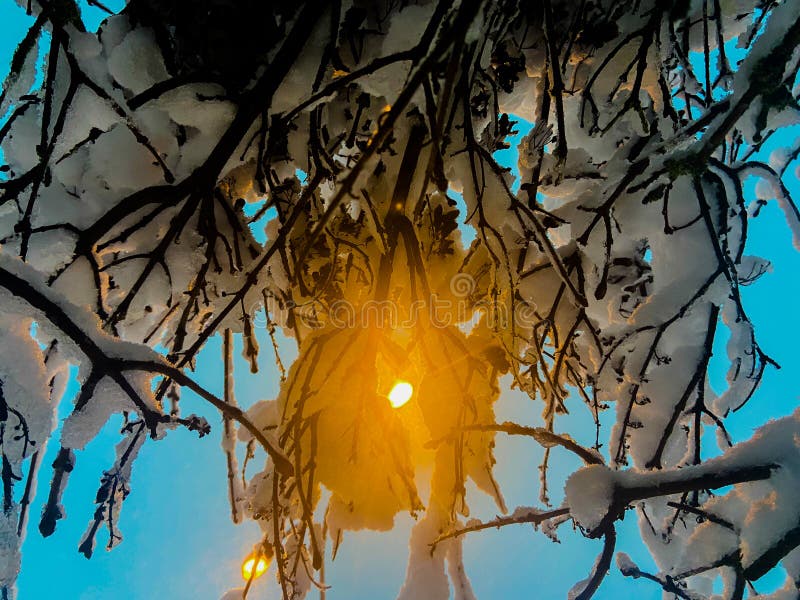 A Snow-hung Branch with a Light in the Background Stock Photo - Image ...