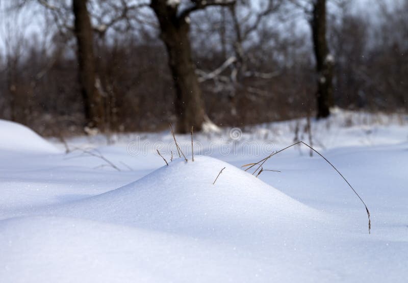 Snow Drift and Dry Grass in Winter Forest Stock Photo - Image of frost ...