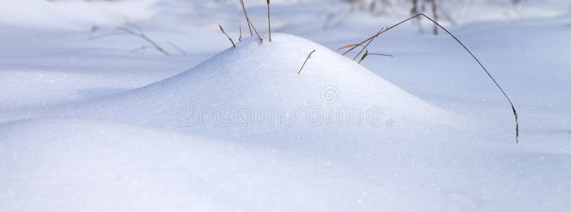Snow Drift and Dry Grass in Winter Forest Stock Image - Image of field ...