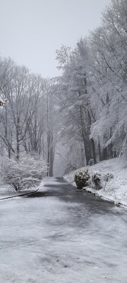 Snow on the Drive and Trees Stock Image - Image of blizzard, branch ...