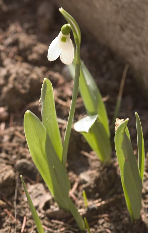Snow drop 1 stock image. Image of plant, green, drop, nature - 662547