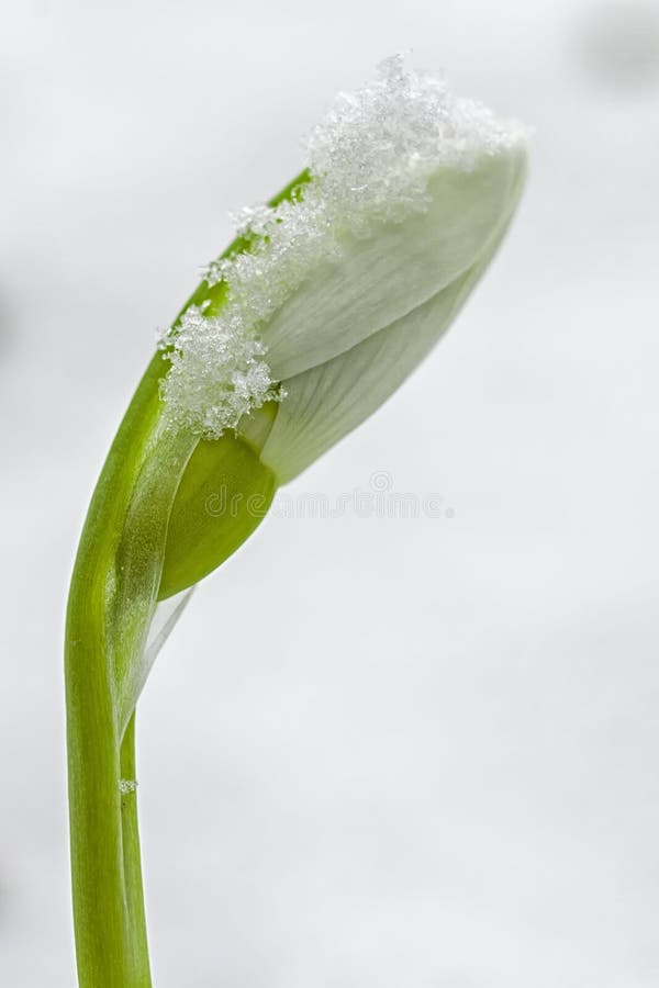 Snow Drop stock photo. Image of season, snow, winter - 29138756
