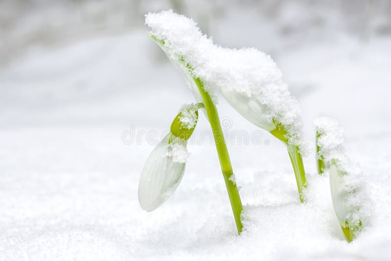 Snow Drop stock photo. Image of spring, snow, blossom - 29138778