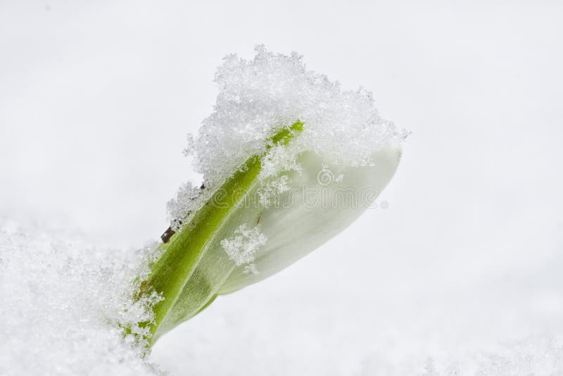 Snow Drop stock photo. Image of blossom, snow, close - 29138798