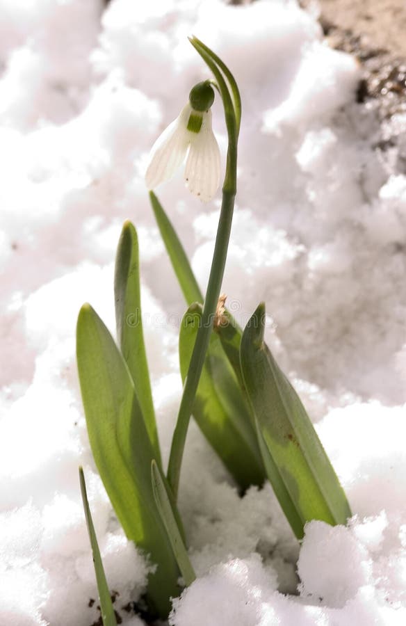 Snow drop stock photo. Image of snow, satisfied, ground - 662542