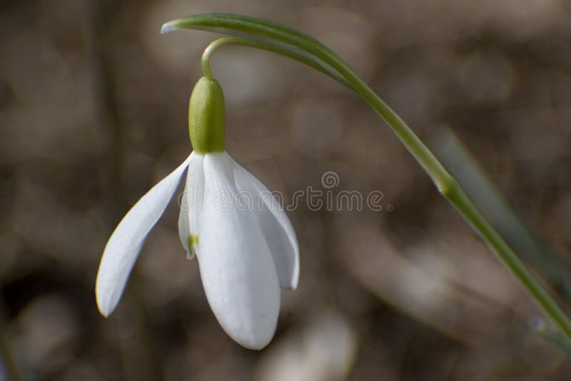 Snow drop in snow stock image. Image of flora, vegetation - 297621