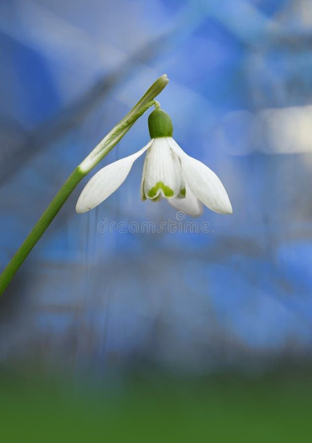 Snow Drop on Blue Background Stock Image - Image of blue, flower: 30567721