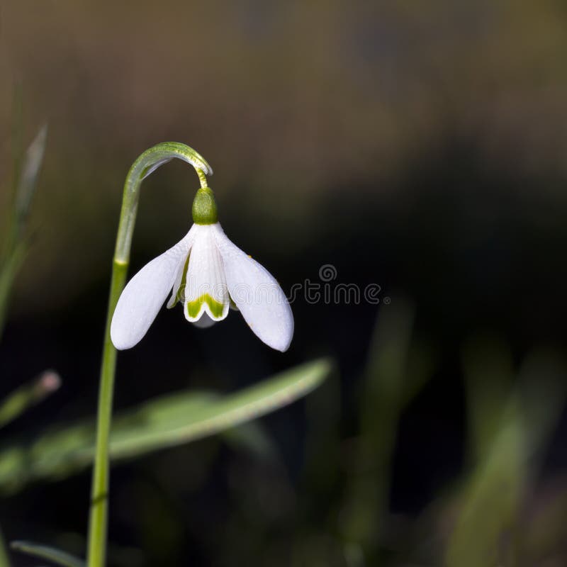 Snow drop in early spring stock image. Image of snowdrop - 38796037