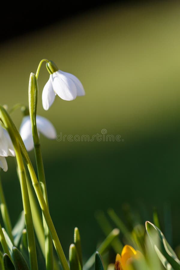 Snow Drop in the Grass at the Day Light Stock Image - Image of bloom ...