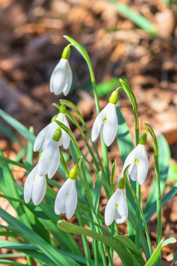 Snow drop group in spring stock image. Image of common - 38868561