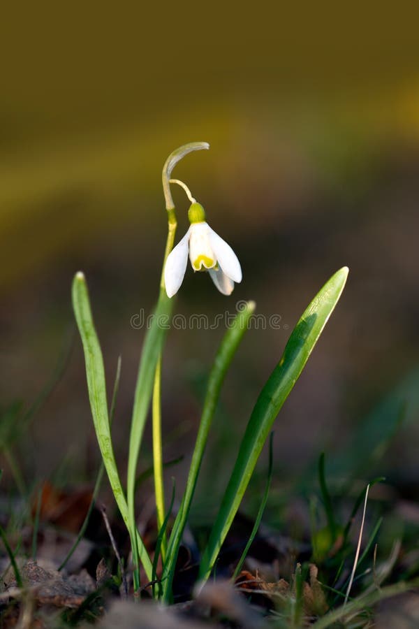 Snow drop stock image. Image of grass, leaf, white, beauty - 30567729