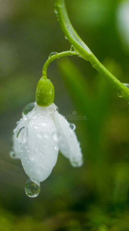 Snow droplets stock image. Image of environment, flora - 110045377