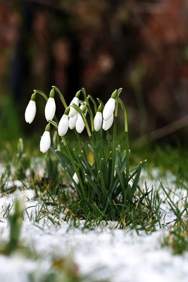 Snow Drops stock photo. Image of england, drops, forest - 38906992