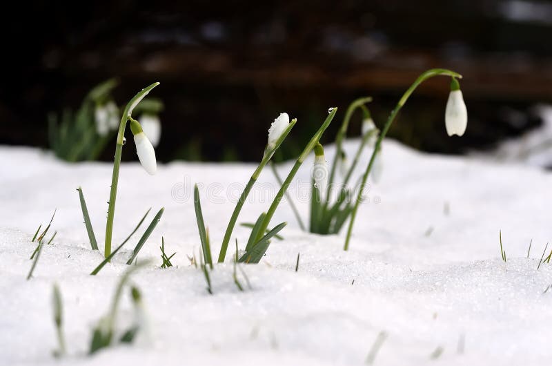 Snow Drops stock photo. Image of england, drops, forest - 38906992