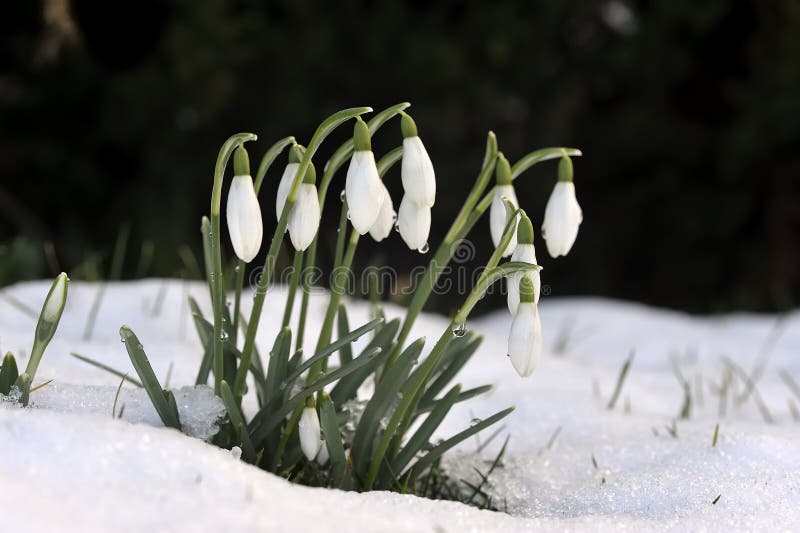 Snow Drops stock photo. Image of england, drops, forest - 38906992