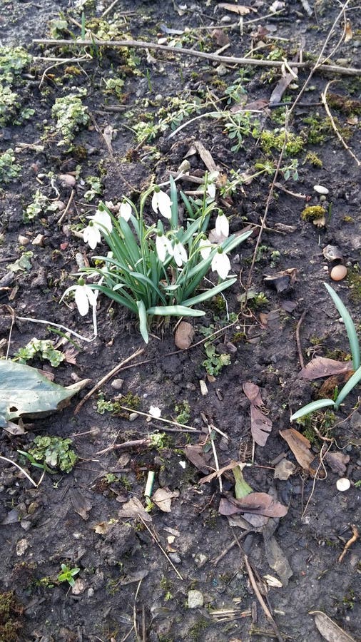 Snow drops stock image. Image of snow, signs, herebeautiful - 51430865