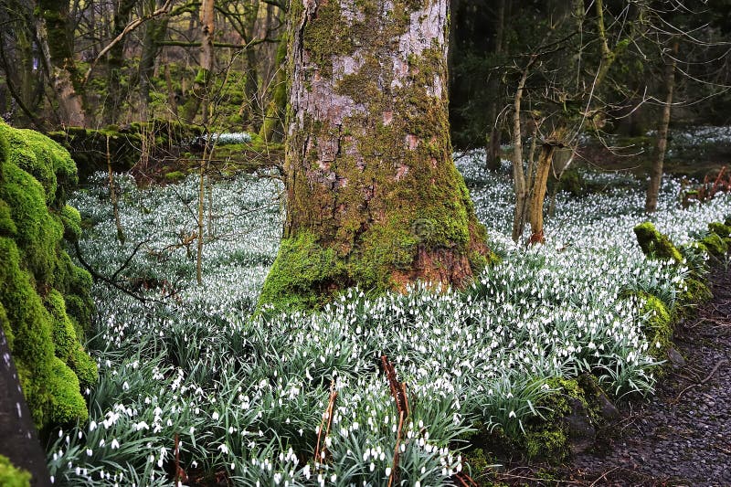 Snow Drops stock photo. Image of england, drops, forest - 38906992