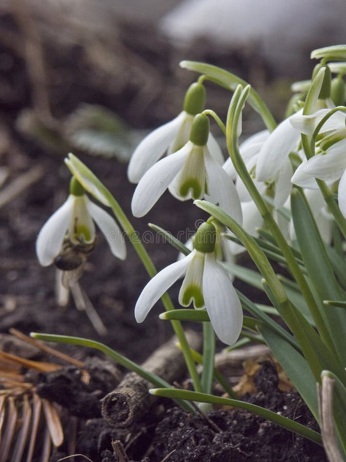 Snow drops in a garden stock image. Image of herald - 105972923