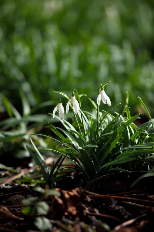 Snow drops stock photo. Image of seasons, spring, landscape - 62197546