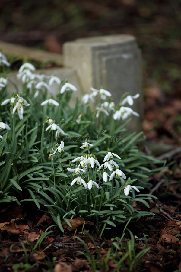 Snow Drops stock photo. Image of england, drops, forest - 38906992
