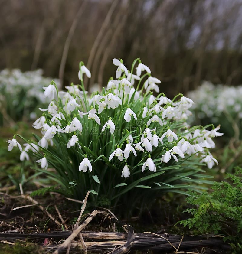 Snow Drops stock photo. Image of england, drops, forest - 38906992