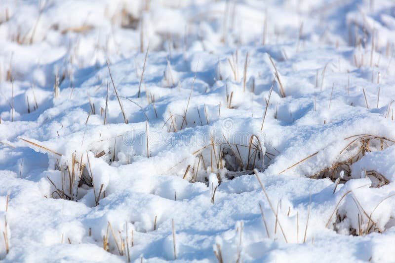 Snow on dry grass. Nature stock image. Image of covered - 202480463